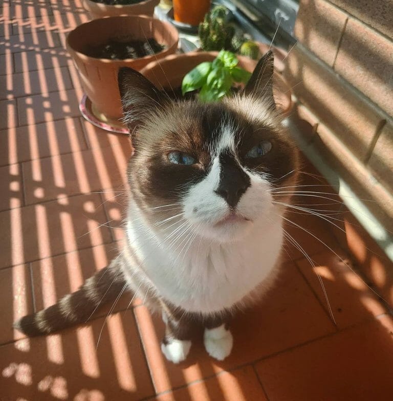 Snowshoe Cat 101: The Essential Guide - MyMoggy