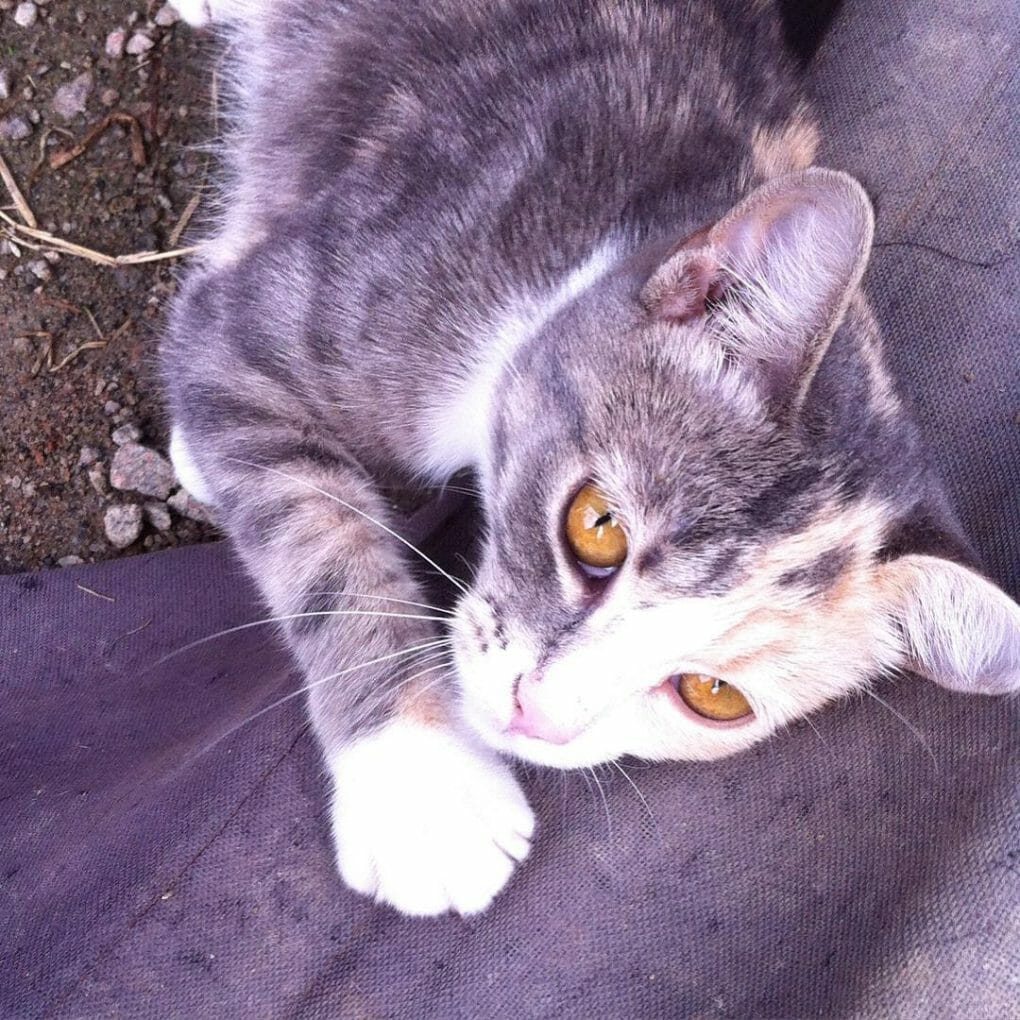 What Kind of Cat Has White Paws? 10 Remarkable Cats With White Socks.
