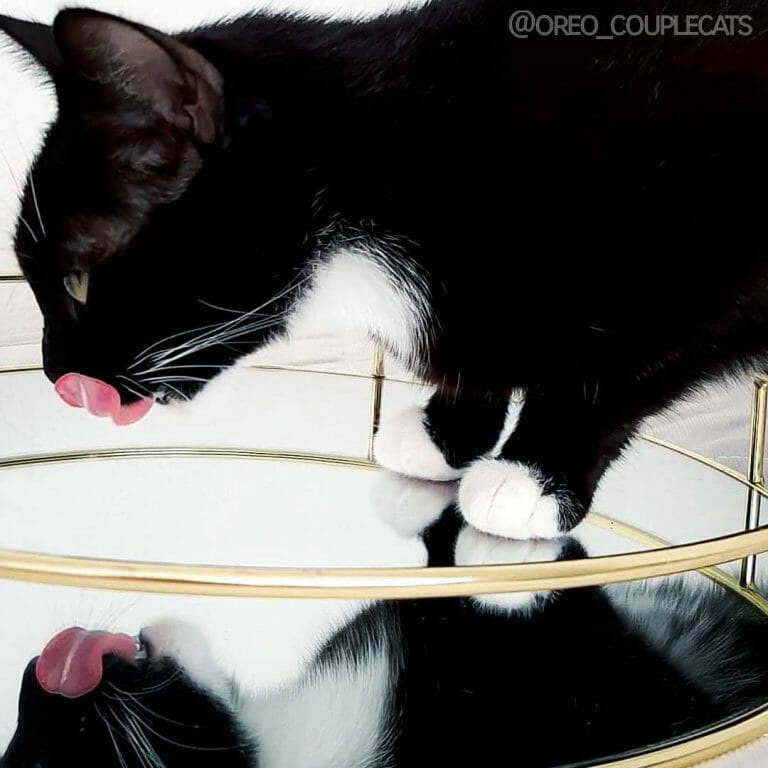 What Kind of Cat Has White Paws? 10 Remarkable Cats With White Socks.