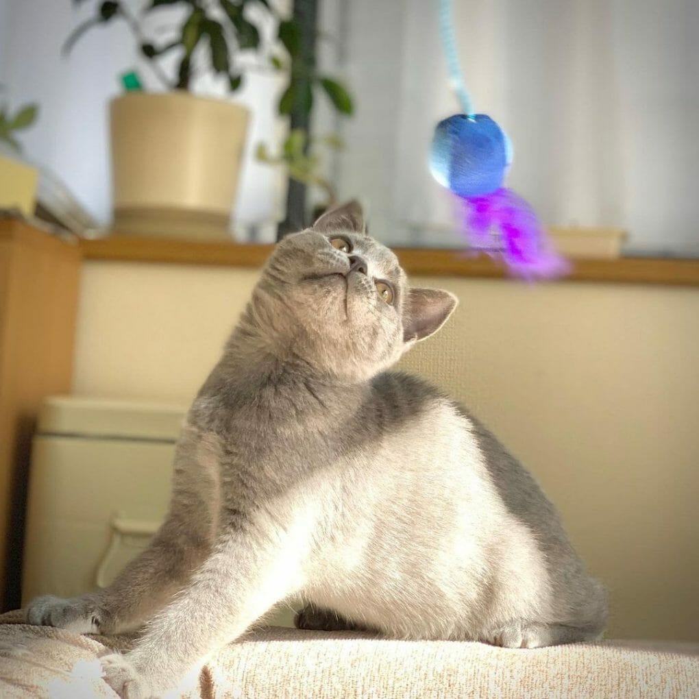 Chartreux vs Russian Blue Cat: In Choosing the Perfect Cat - MyMoggy