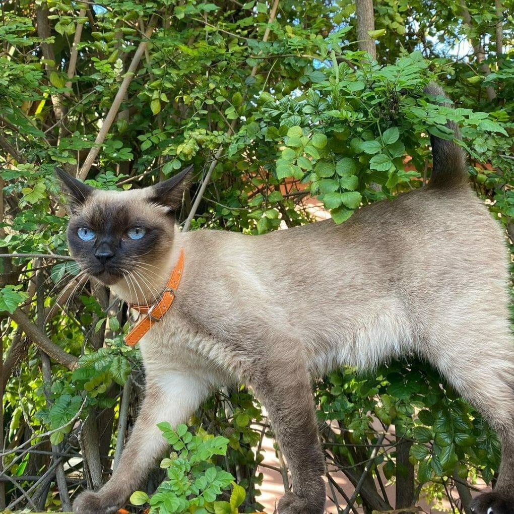 Siamese Cat 101: The Essential Guide - MyMoggy
