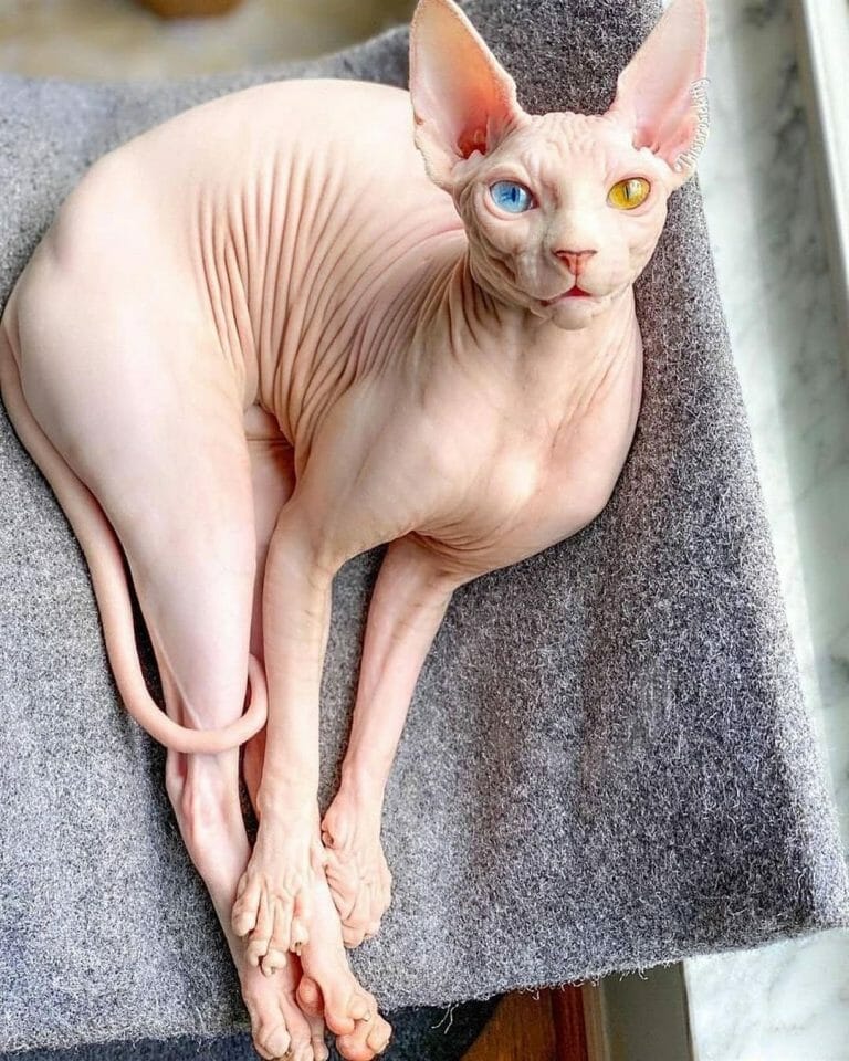 Devon Rex vs Sphynx: Differences and Characteristics