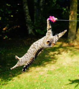 How High Cats Can Fall: What You Need to Know About High-Rise Syndrome
