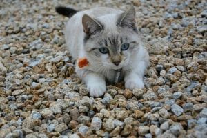How High Cats Can Fall: What You Need to Know About High-Rise Syndrome
