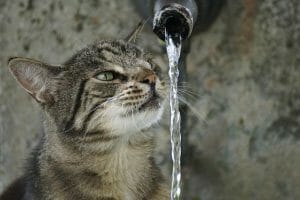Why Do Cats Fear Water? A Clue Might Lie In Their Genetic Code - MyMoggy