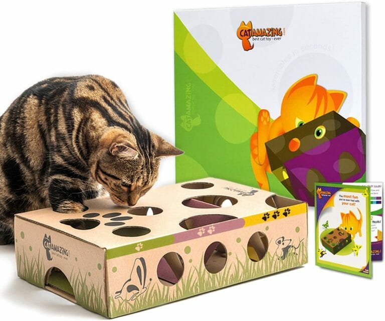 How to Engage a Bored Cat: Enrichment Tips and Tricks for Your Cat ...