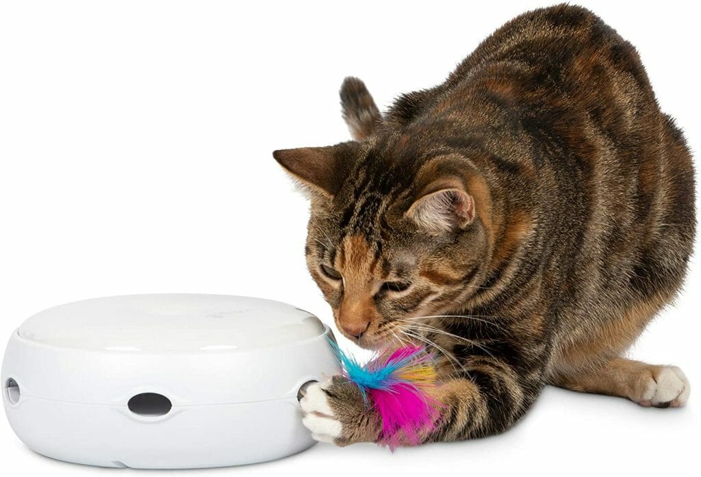 How to Engage a Bored Cat: Enrichment Tips and Tricks for Your Cat ...