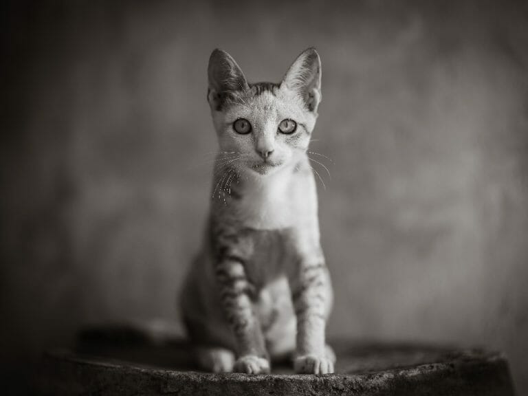 Can a Cat Have a Heart Attack: Types and Symptoms of Heart Diseases ...