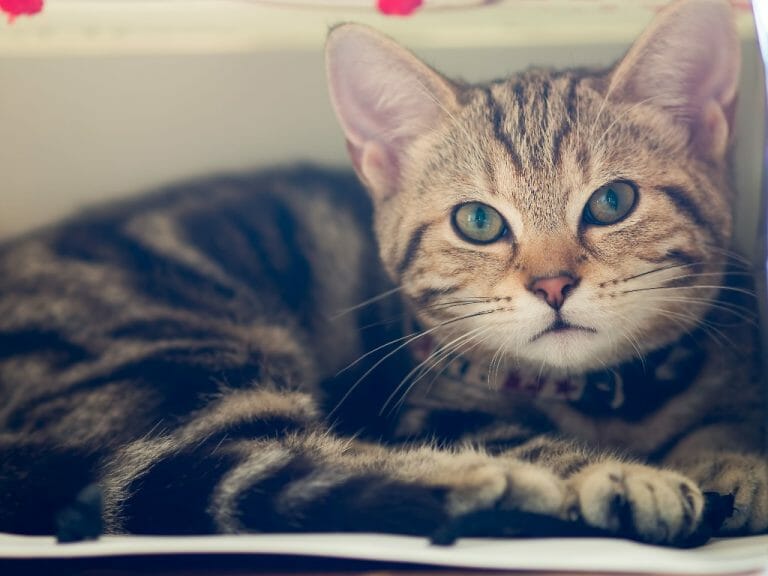 How Do Cats Cry: Understanding the Cries of Cats
