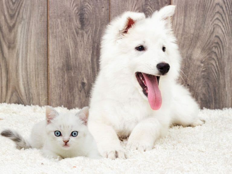 Are Cat Years And Dog Years The Same