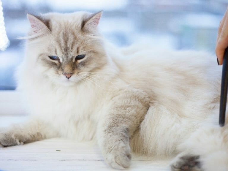 Can a Cat Have a Heart Attack: Types and Symptoms of Heart Diseases ...