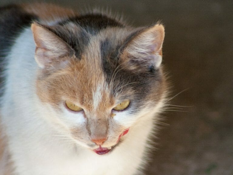 Which Cat Is the Strongest: Get to Know the Strongest Small Cats - MyMoggy