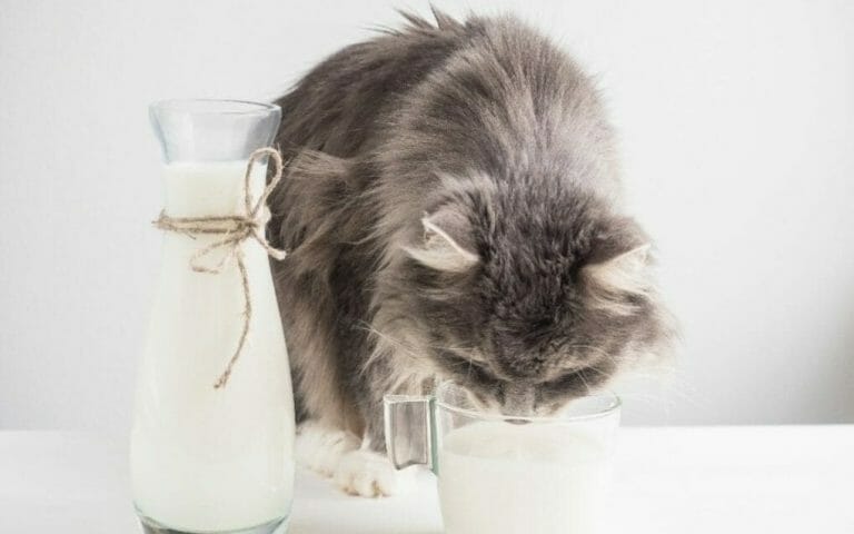 Can Cats Drink Goat Milk: Benefits, Risks, and Ways to Give Your Cat ...