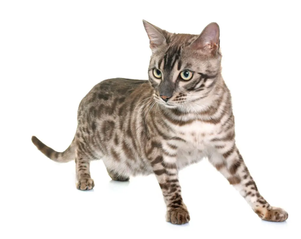 How Smart Are Bengal Cats: The Intelligence of This Breed and Issues ...