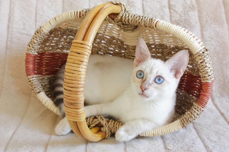 Snow Lynx Bengal Cat: Everything You Need to Know About This Cat Breed
