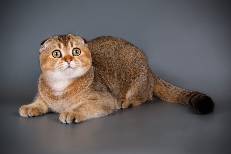 How Big Do Scottish Fold Cats Get: What to Know About Scottish Folds