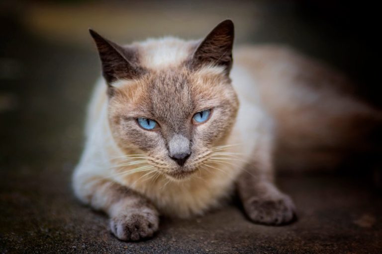 Where Do Siamese Cats Come From: Everything You Need to Know About This ...
